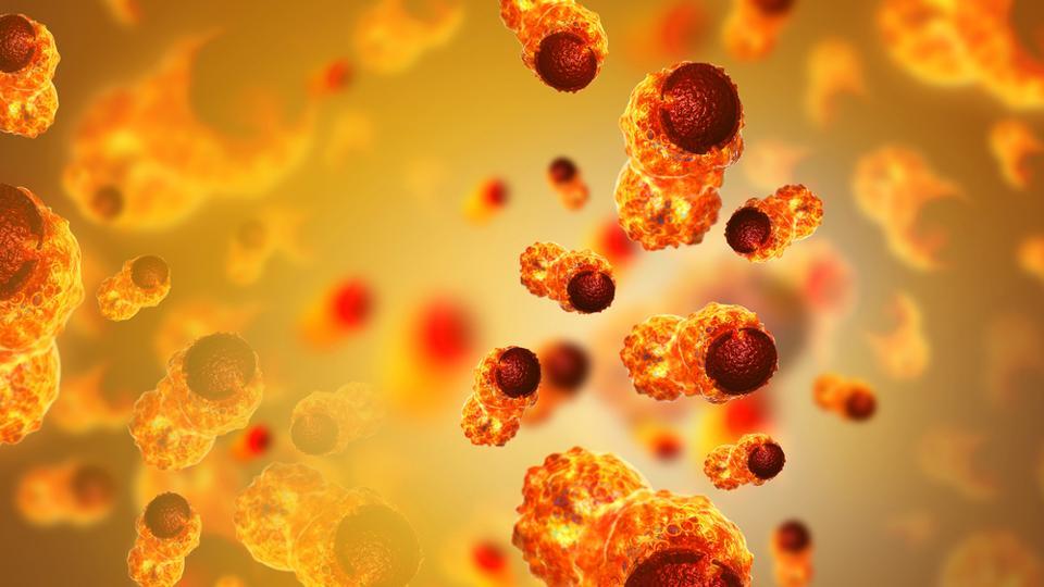 Cell cannibalism may slow growth of cancer cells by causing them to be ...