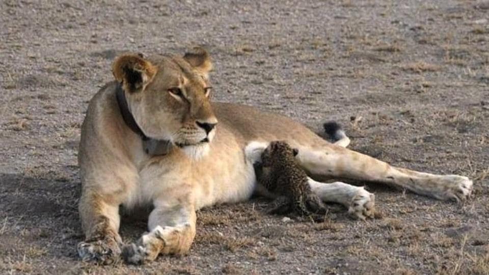 In a first, mother lioness seen nursing leopard cub in Tanzania | World ...