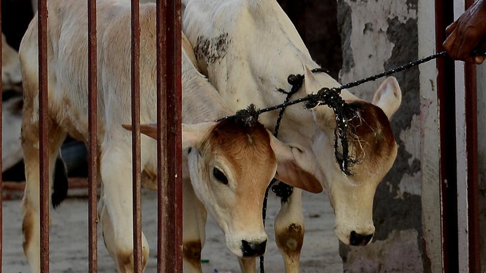 Greater Noida: Two men beaten up for ‘stealing cows’, arrested ...
