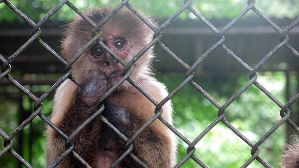 Monkeys enter MCD headquarters, draw ire of Congress leader | Latest ...