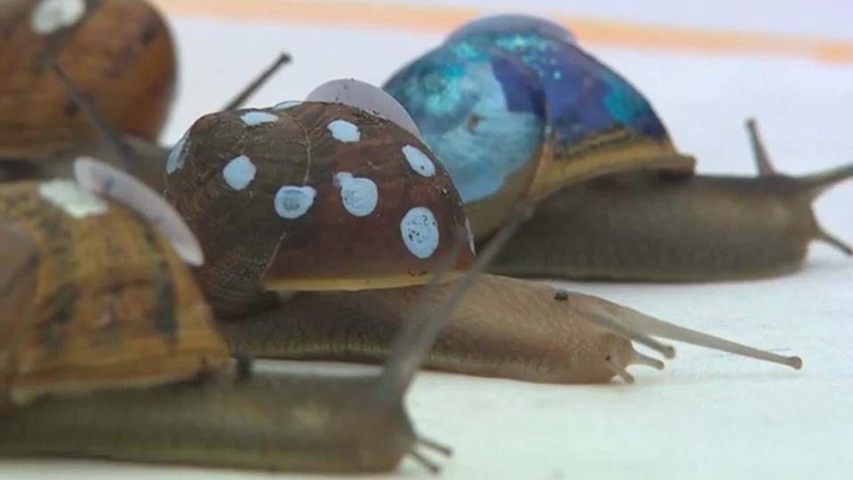 Ready, steady, slow! UK holds world snail racing championship ...