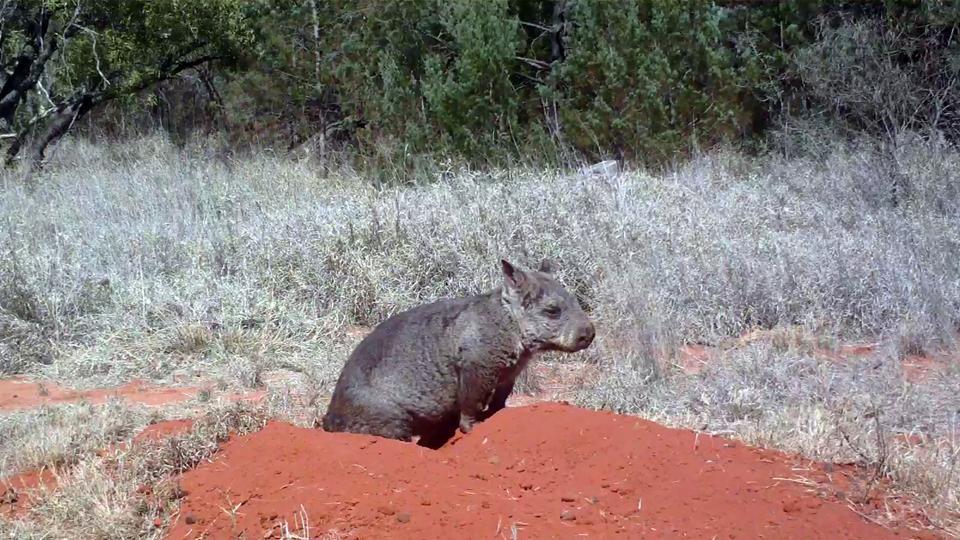 Rare, endangered hairy-nosed wombat born in Australia | World News