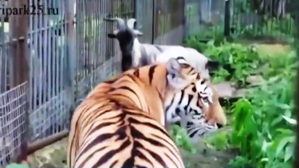 Bizarre! Tiger and goat live together in Russia safari park | Watch ...