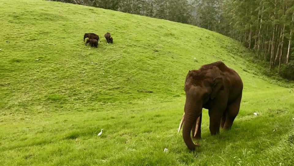 Wild elephant dies in Kerala’s Munnar after it is chased, attacked with ...