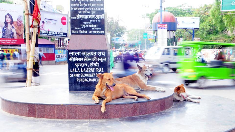 Ensure street dogs are not a nuisance while feeding them: Delhi HC ...
