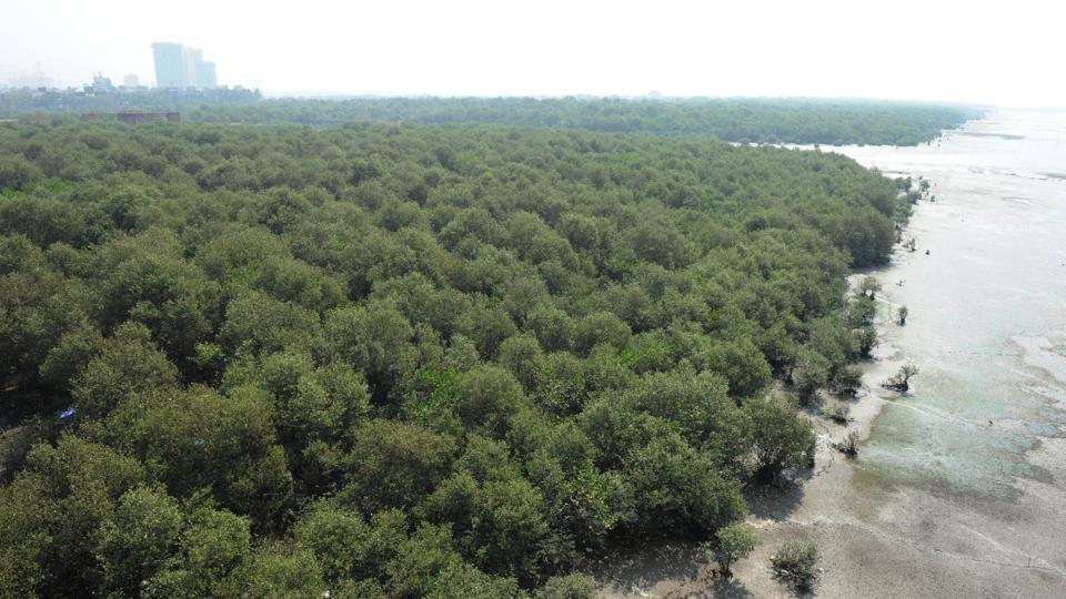 Two of Mumbai’s mangrove forests on list of 12 unique wetlands in India ...