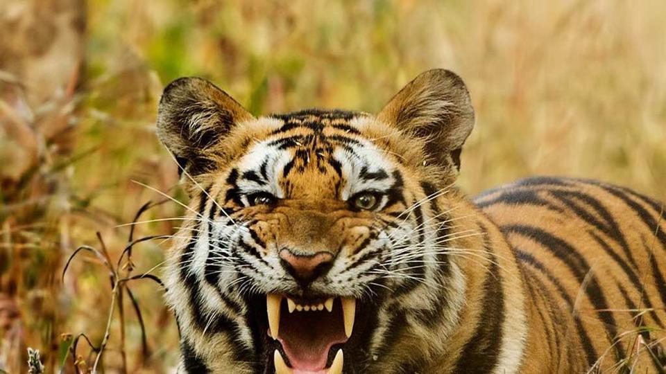 Tiger cell at WII gets 3-year extension | Hindustan Times