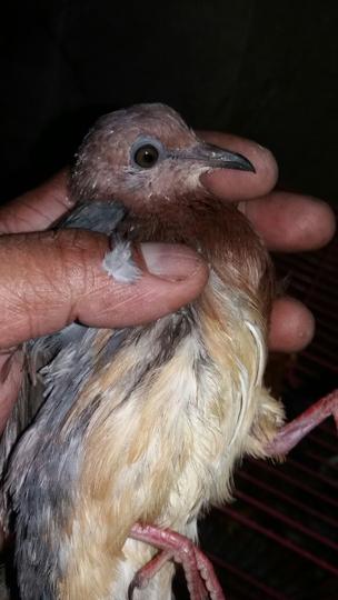 Over a dozen birds injured due to kite strings being treated in Gurgaon ...