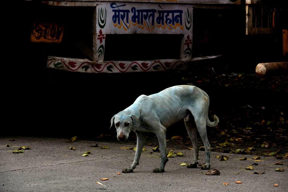 Mumbai’s blue dogs: Pollution board shuts down dye industry after HT ...
