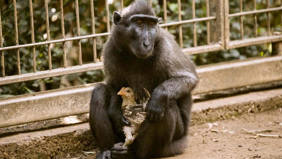 Lonely monkey at Israel zoo adopts chicken to soothe maternal urge ...