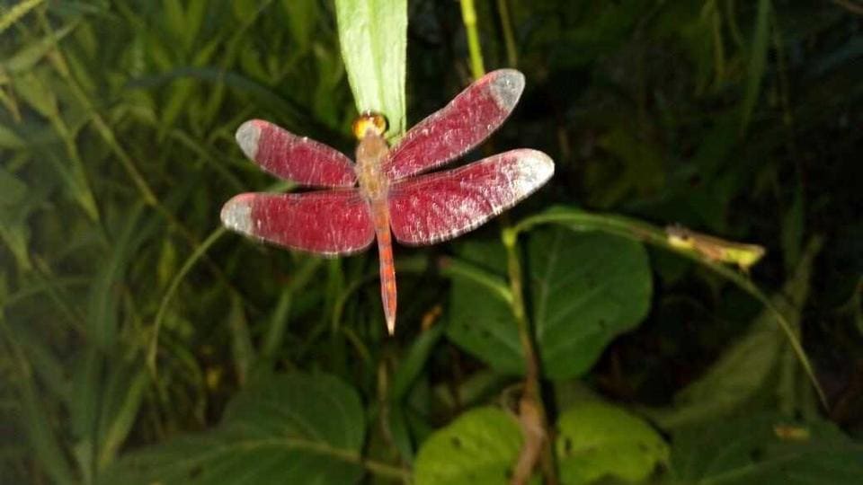Exotic dragonfly found in Pilibhit’s tiger zone | Hindustan Times