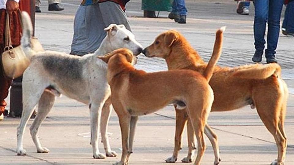 Dog culling in Kerala: SC accepts apology, closes contempt | Latest ...
