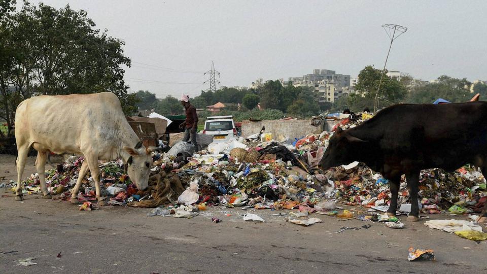 German woman turns saviour for sick, abandoned cows in Mathura | Latest ... German woman turns saviour for sick, abandoned cows in Mathura | Latest ...