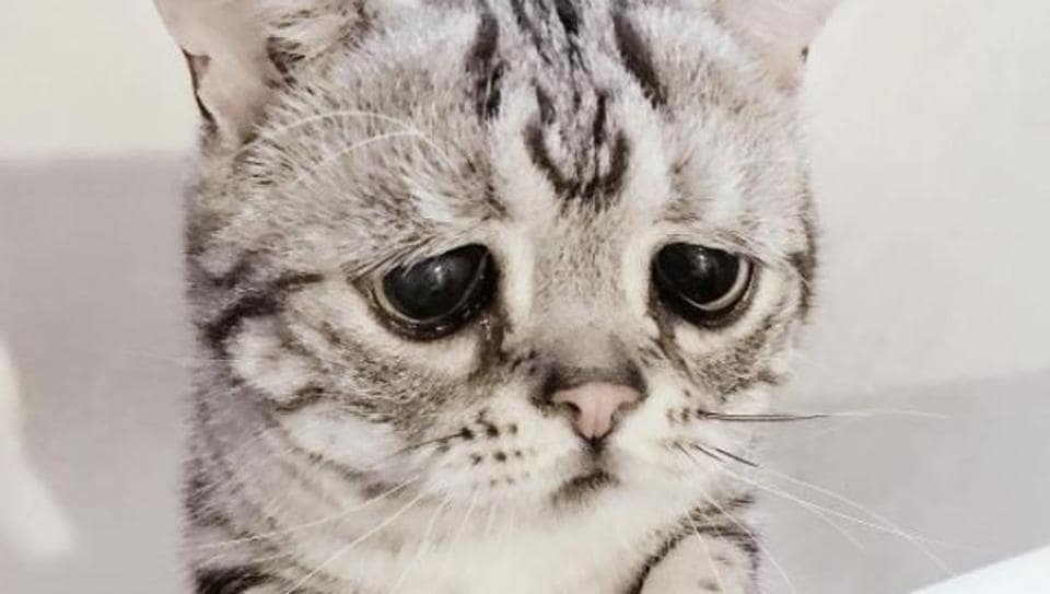 The saddest cat on the internet wants you to give him a hug | World News