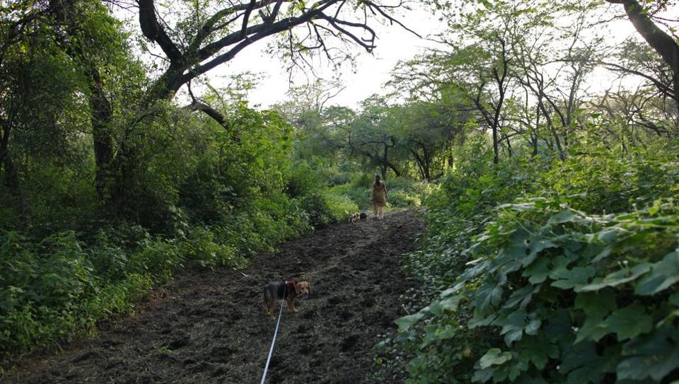 Saving Aravallis: Could we have a beautiful deciduous forest in the ...