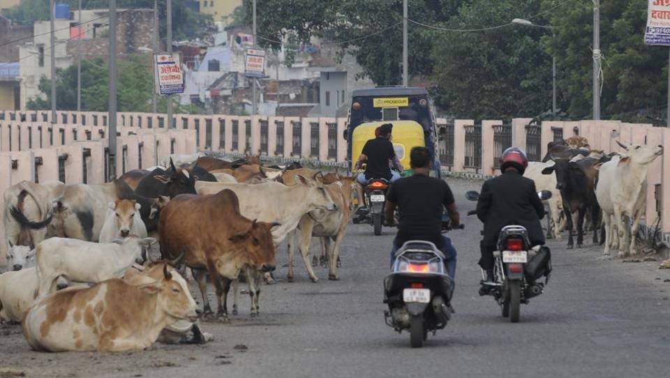 Stray animal menace continues to haunt Lucknow | Hindustan Times