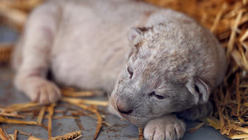 Half-starved lion cub found abandoned in flat in France | World News