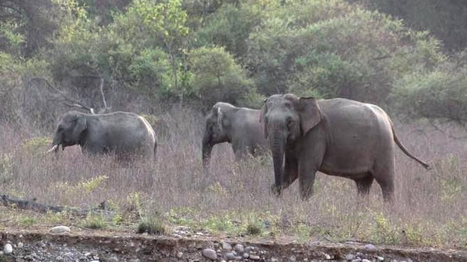 One month on, forest dept fails to locate missing elephant in U’khand ...