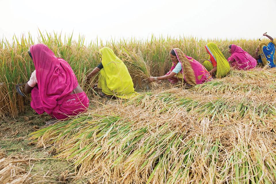 Women farmers are being effectively ‘deskilled’ | Hindustan Times