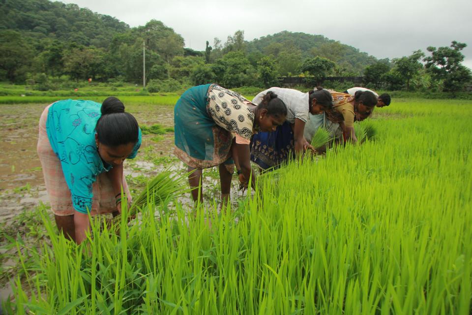 Surface ozone is damaging wheat and rice crops across the country ...