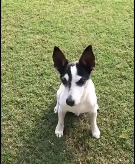 Pet politics: Rahul’s Pidi, Obama’s Bo and Putin’s Verny will make you ...