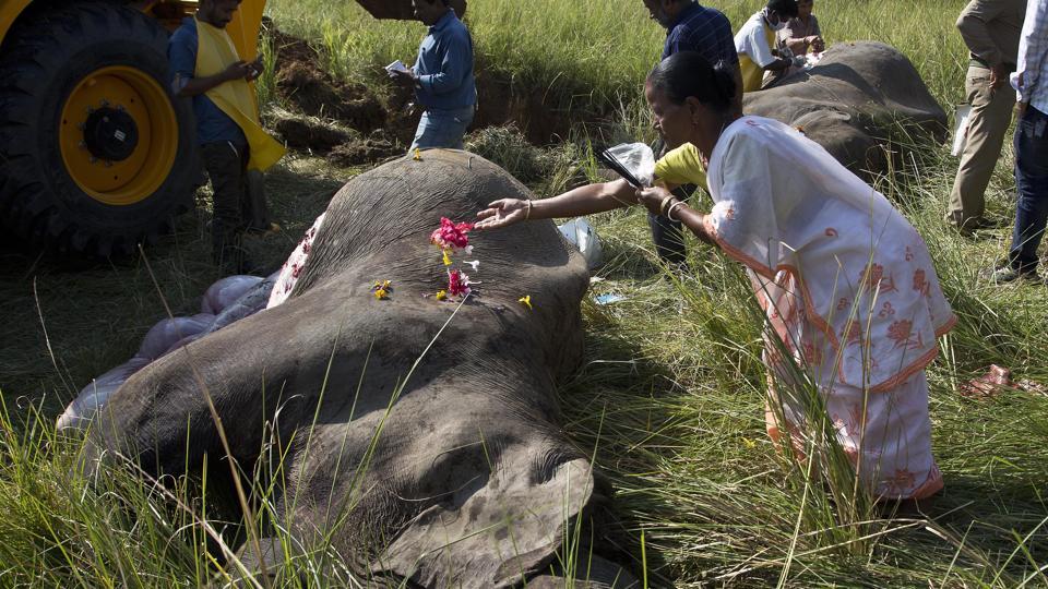 Photos: Speeding train kills 2 Asiatic elephants in Assam | Hindustan Times