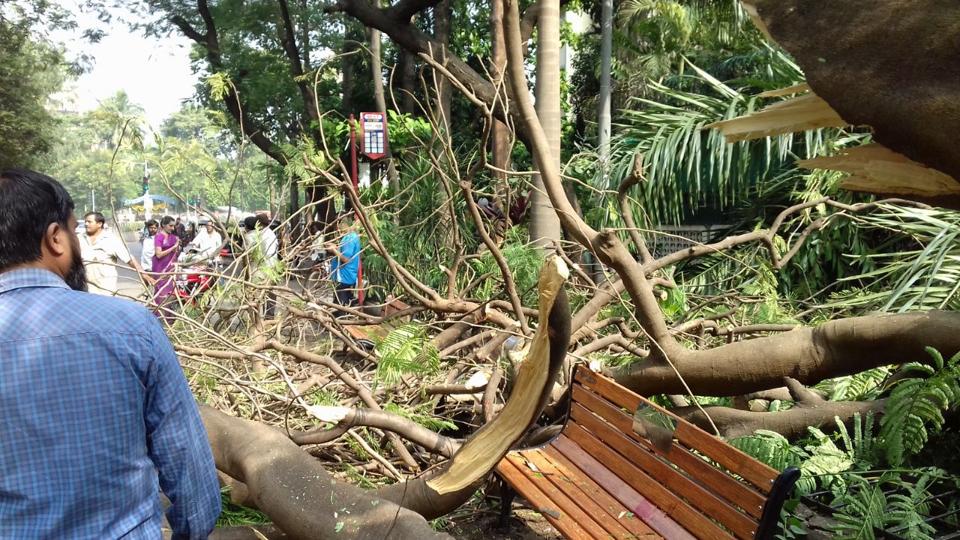 939 trees collapsed in Mumbai this year, but BMC has no idea how to ...