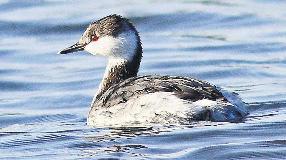 First sighting: Rare horned grebe spotted in Haryana village 70km from ...