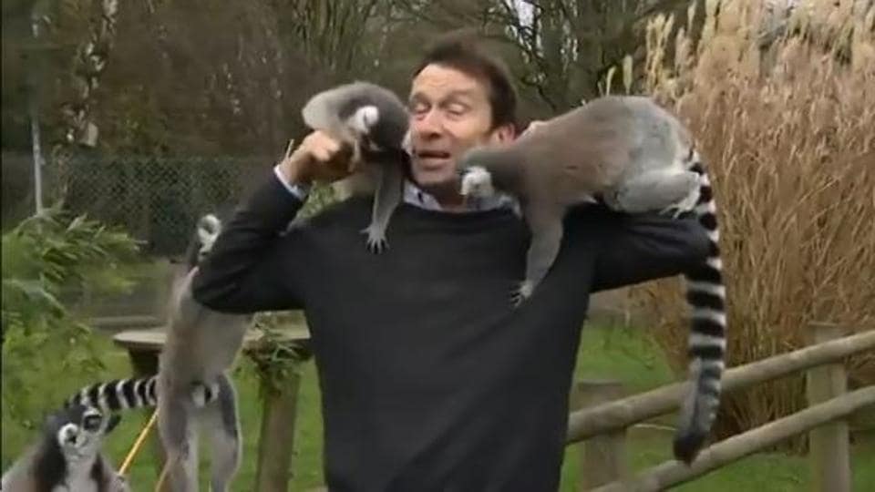 WATCH | Monkeying around: Reporter presenting news gets mobbed by ...