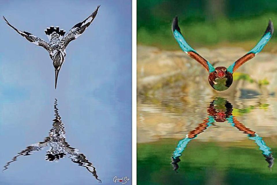 Wild buzz: Arjuna’s arrows | Hindustan Times