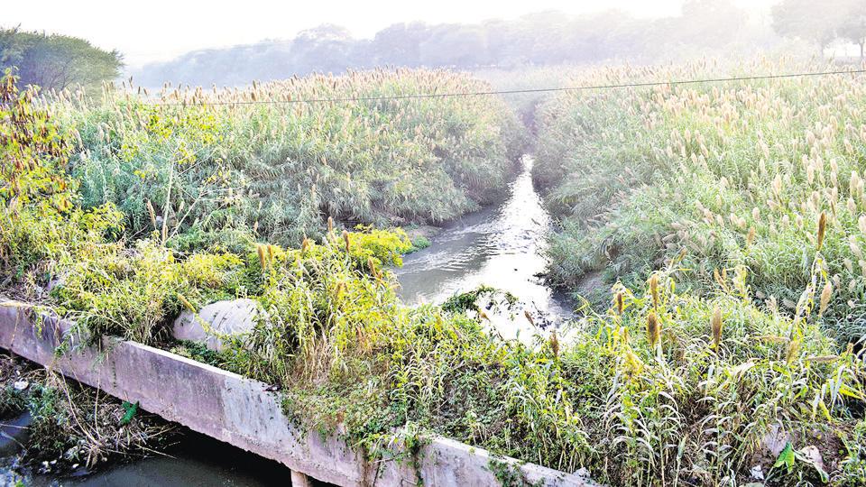 Choked N-choe raises a stink in Mohali | Hindustan Times