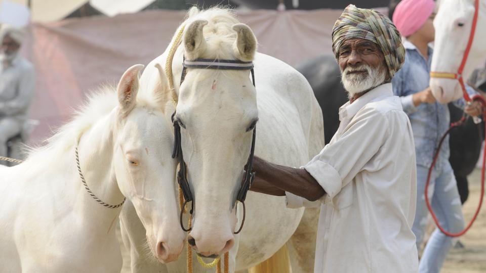 38 districts in UP affected by Glanders outbreak - Hindustan Times