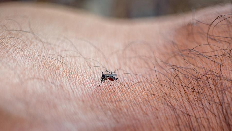 New hope against infection? Test vaccine for malaria appears promising ...