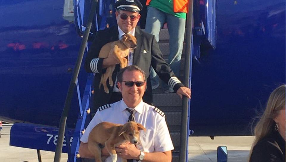 Noah’s flight: Looking for a home, 62 stray dogs, cats from hurricane ...