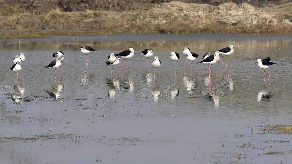 Basai marshland, a paradise for birds near Gurgaon, may dry out soon ...