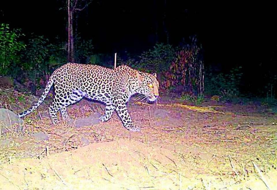 Forest department issues precautionary ‘leopard alert' notices to ...