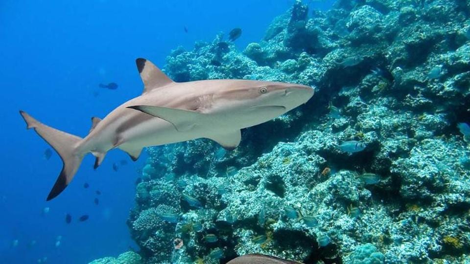 Shark skin inspires design for better drones, planes, cars | World News ...