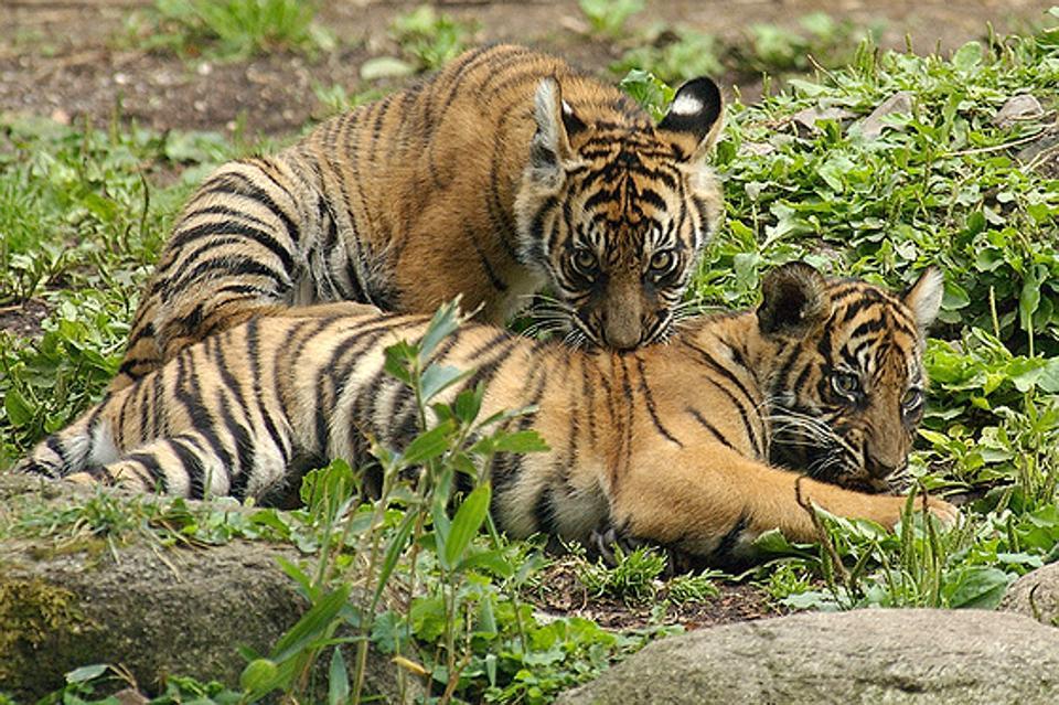 MP Govt decides to allow translocation of 6 tigers to Odisha ...