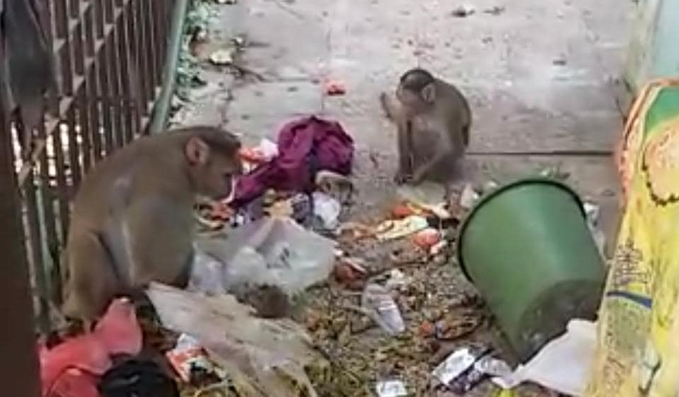 Monkey trouble rises in Mumbai region: Stop feeding them, says forest ...