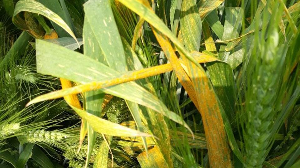 Haryana agriculture department on alert as yellow rust detected in ...