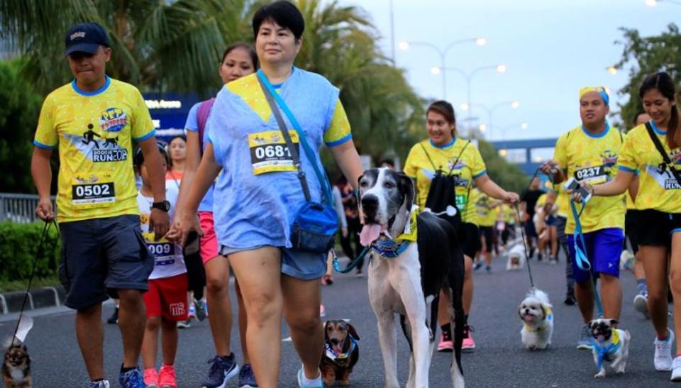 From Chihuahuas to Great Danes: Thousands of pet dogs run for a cause ...