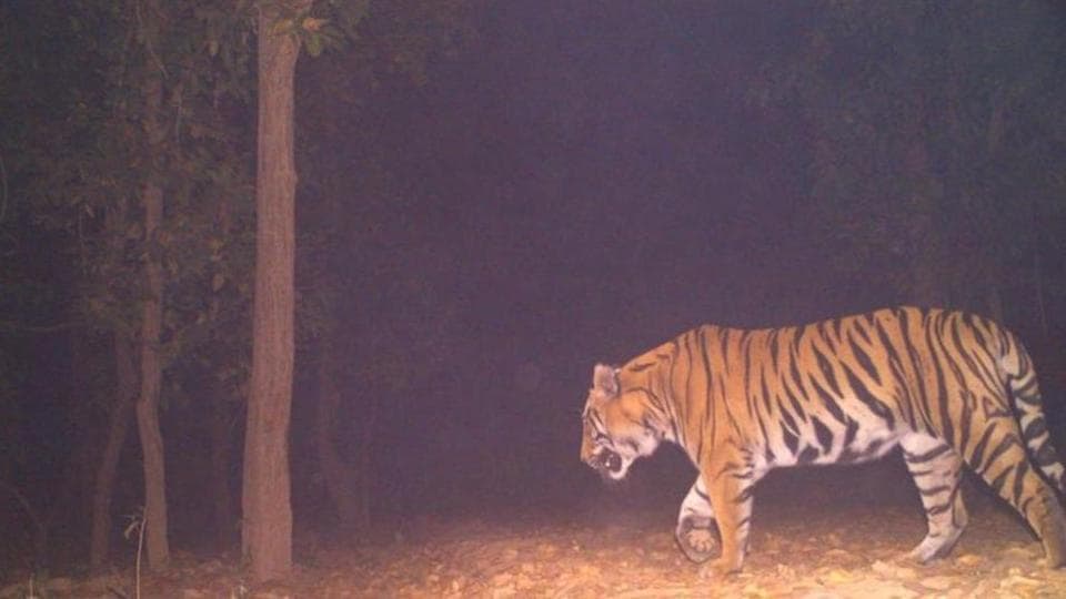 Elusive Bengal tiger attacks two tribal men who tried to catch it ...
