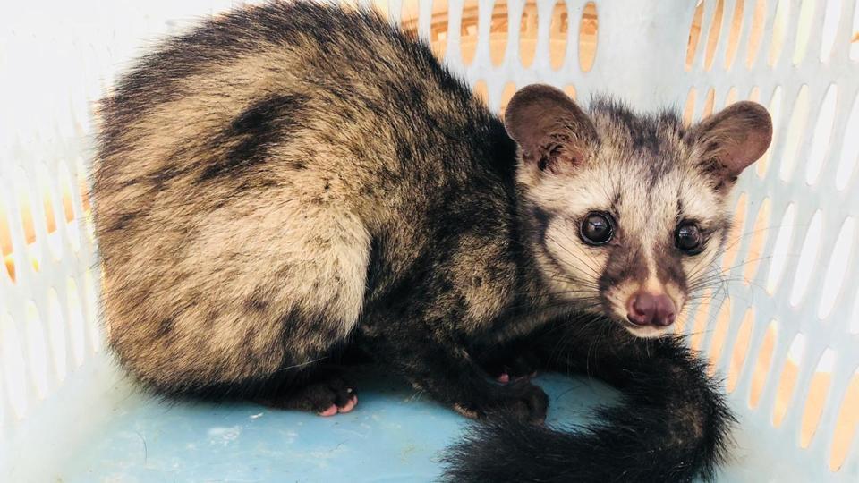 Gurgaon: Asian civet cat rescued, undergoing treatment | Hindustan Times