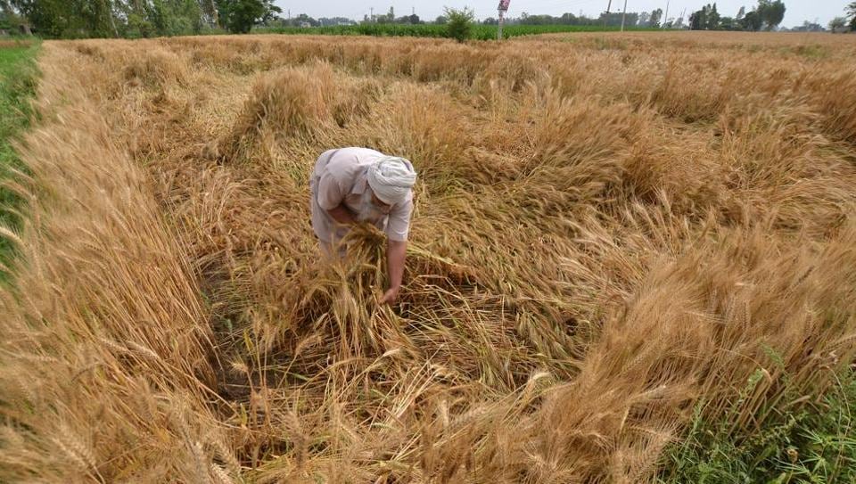 Rain, strong wind lash parts of north India, farmers at receiving end ...