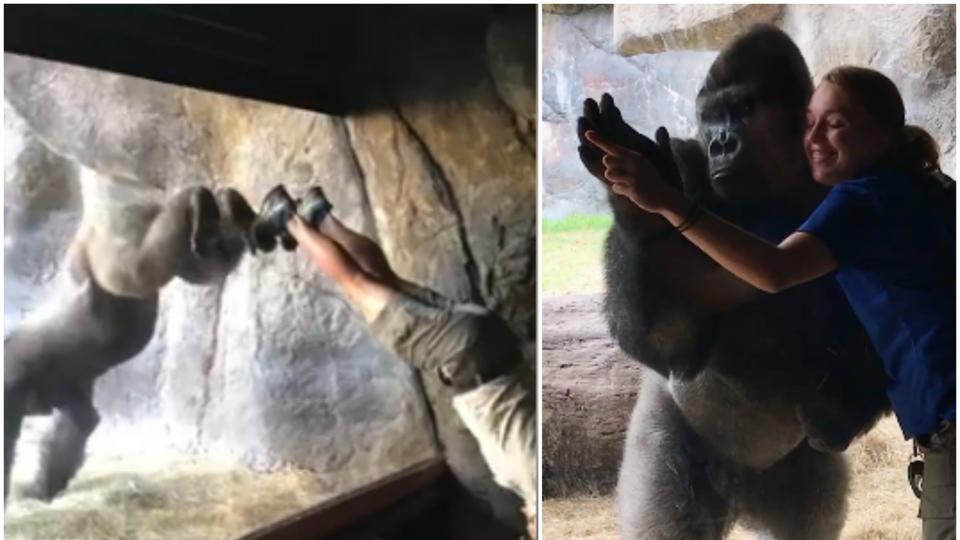Viral video shows gorilla doing handstands with trainer in Florida zoo | World News