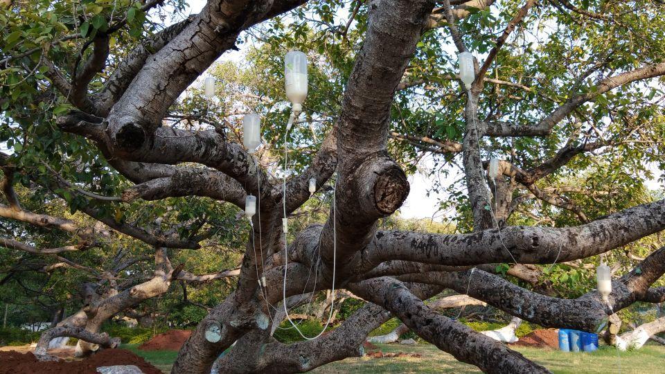 Telangana’s 700-year-old banyan tree gets saline drip for survival ...