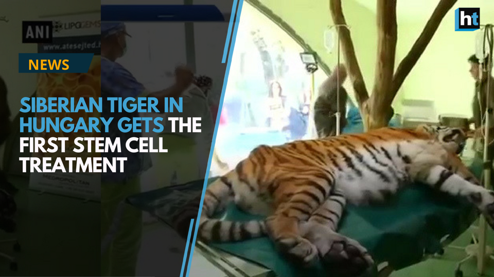 Siberian tiger in Hungary gets the first stem cell treatment ...