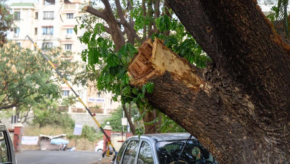 Pune civic body must prevent ruthless hacking of trees, say Tree ...