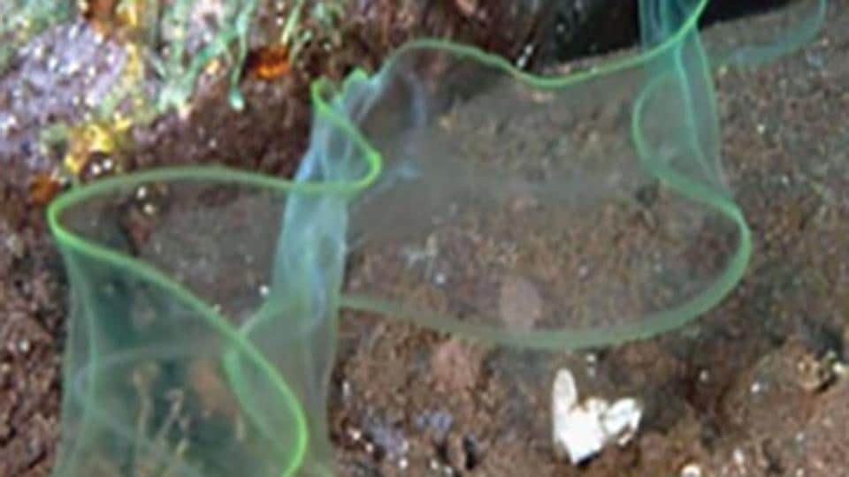 This transparent eel-like robot can swim silently without any motor ...