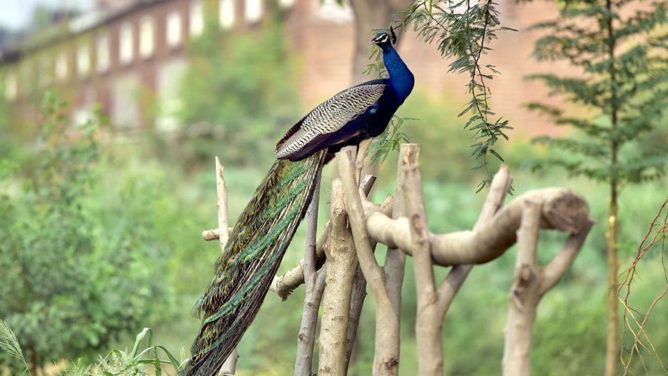 Over a dozen peacocks found dead in Ghaziabad’s Wave City township ...
